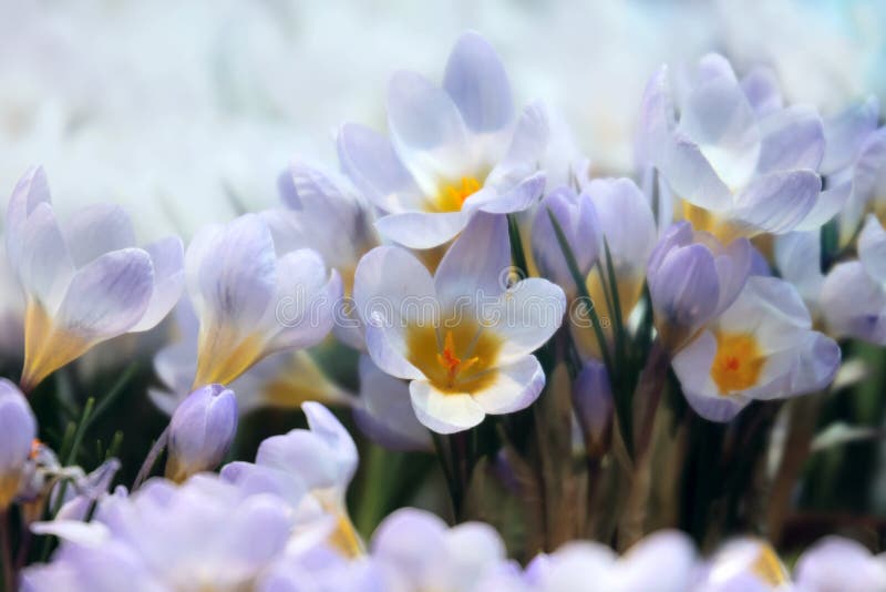 Crocus spring flowers stock image. Image of gardening - 68125835