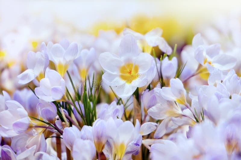 Crocus spring flowers stock image. Image of gardening - 68125835