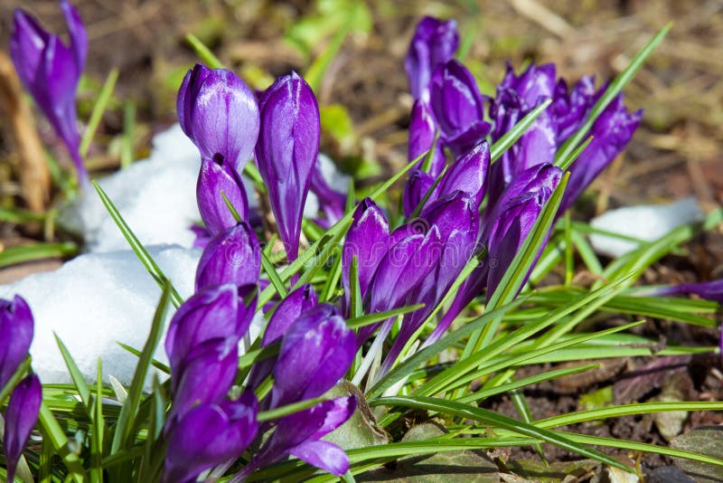 Crocus spring flowers stock image. Image of gardening - 68125835