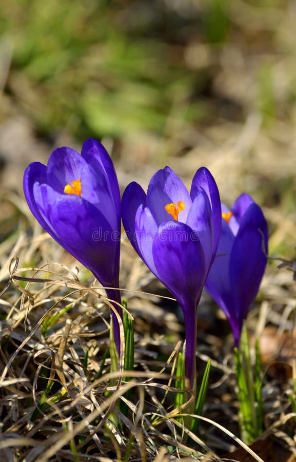 Crocus Spring Flowers stock photo. Image of crocus, beauty - 38759668