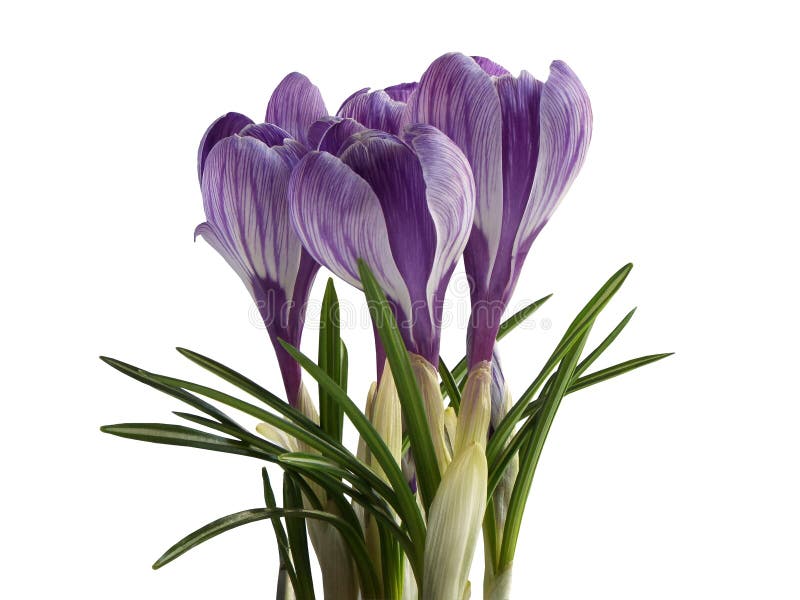 Crocus Flowers with Green Leaves Isolated on White Background Stock ...