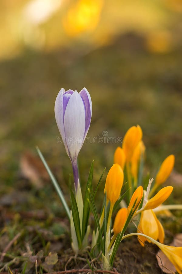 Crocus spring flower stock photo. Image of bloom, garden - 51345510