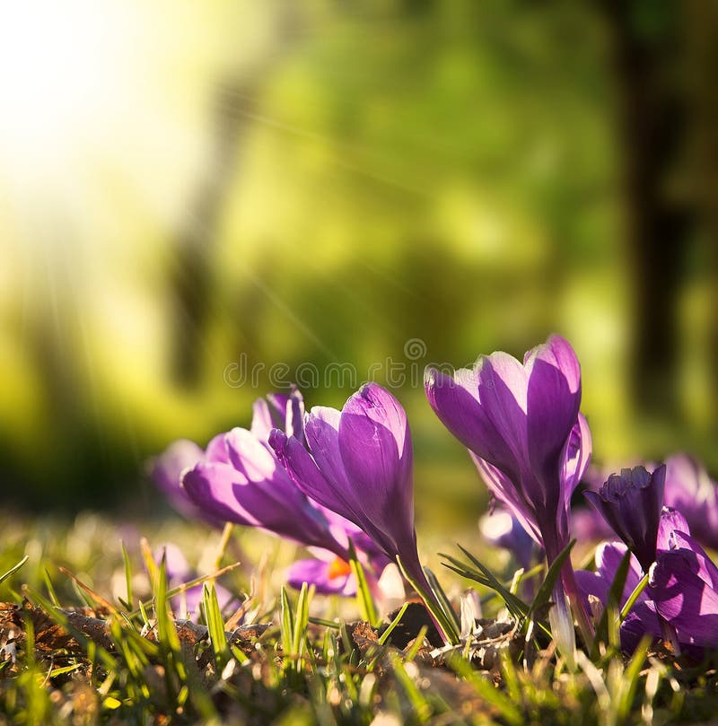 Crocus Spring Flowers stock image. Image of color, flowers - 39813657