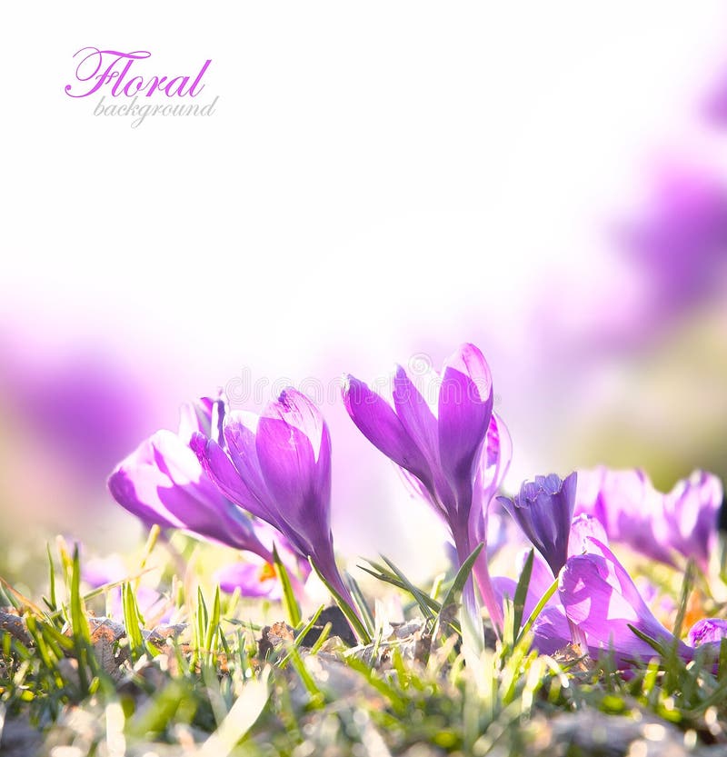 Crocus spring flower stock image. Image of flower, spring - 71469079
