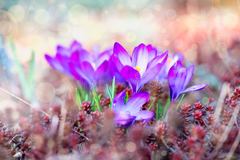 Crocus Spring Flowers stock image. Image of color, colour - 53187857