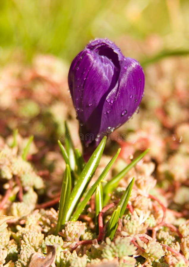 Crocus stock photo. Image of macro, meadow, flowers, leaves - 40004202