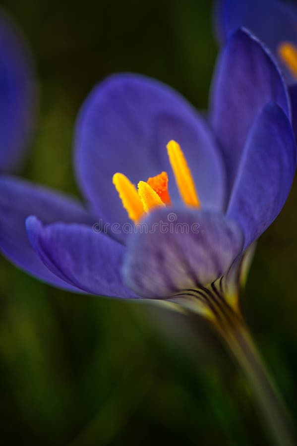 Crocus Spring is Here To Stay Stock Photo - Image of bulb, botany ...