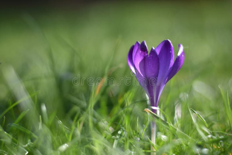 Crocus in spring stock image. Image of wildflower, nahaufnahme - 269592263