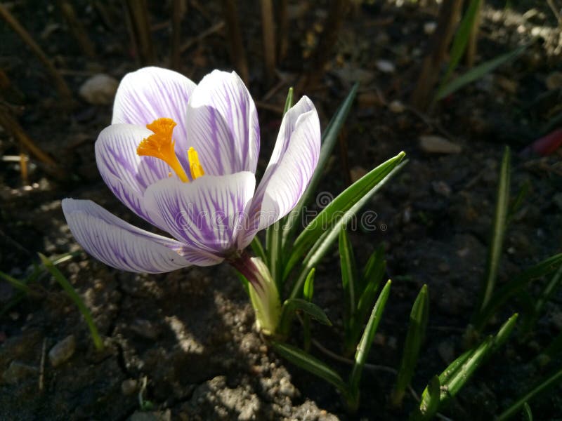 Crocus. Spring Crocus on Sunlight Art Light. Unique Color of Spring ...