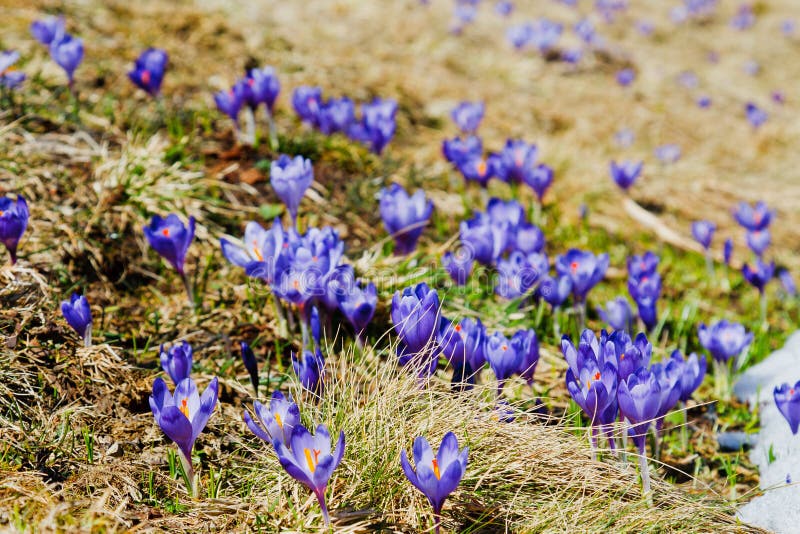 Crocus stock image. Image of light, beautiful, blue - 110127023