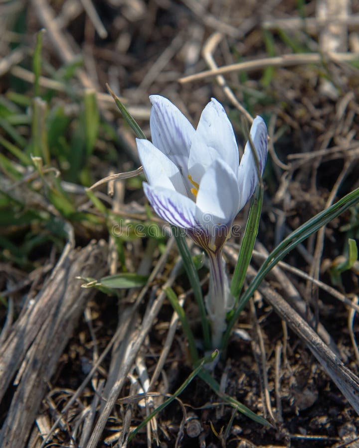Crocus Tauricus Flower in Spring Stock Photo - Image of wild ...