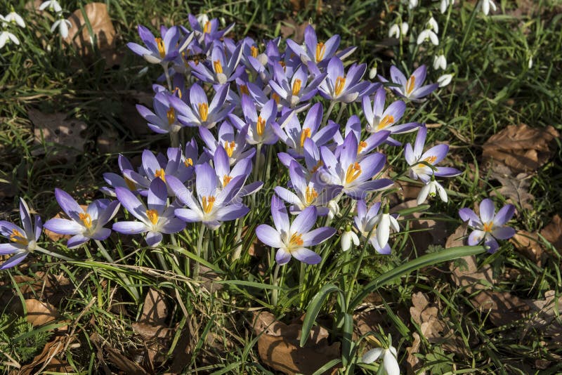 Group of Snow Crocus or Crocus Tommasinianus Stock Photo - Image of ...