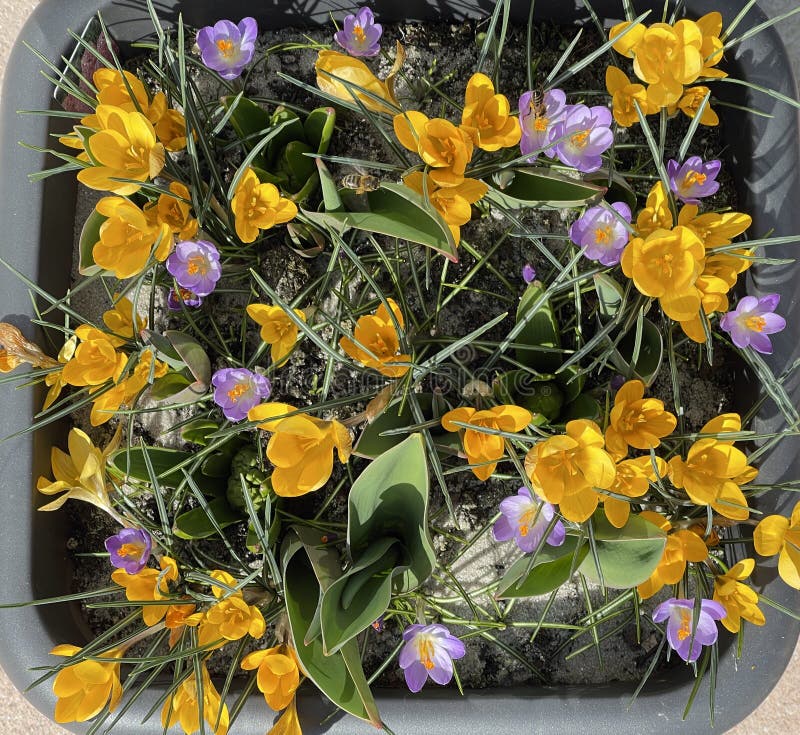 Crocus Tommasinianus, Woodland Crocus, Early Crocus or Tommasini S ...