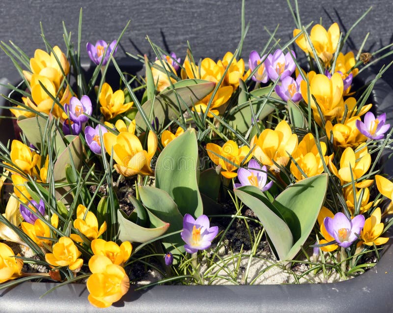 Crocus Tommasinianus, Woodland Crocus, Early Crocus or Tommasini S ...