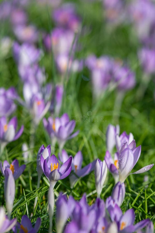Crocus Tommasinianus, Woodland Crocus, Early Crocus or Tommasini S ...