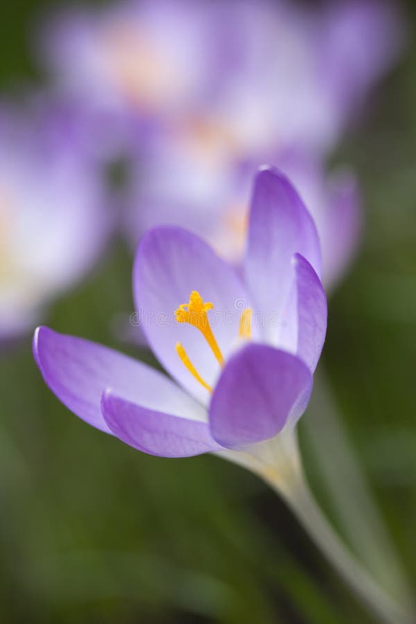Crocus Tommasinianus, Woodland Crocus, Early Crocus or Tommasini S ...