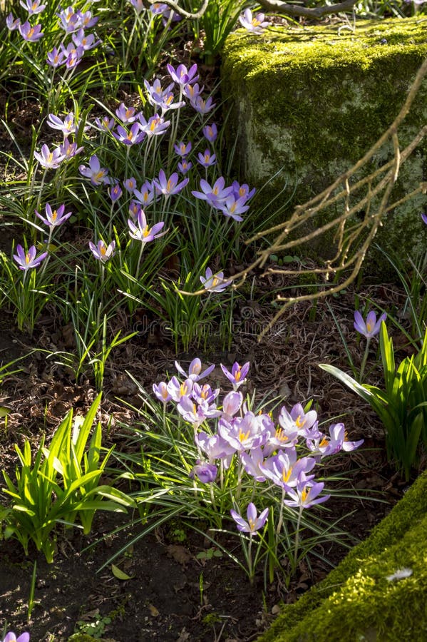 Crocus Tommasinianus, Woodland Crocus, Early Crocus or Tommasini S ...