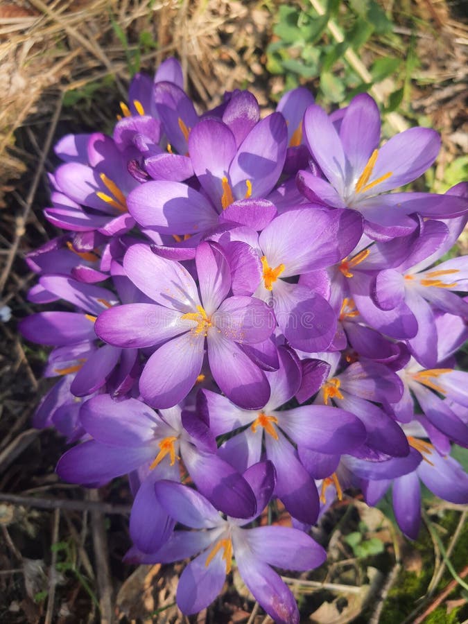 Crocus Tommasinianus, Woodland Crocus, Early Crocus or Tommasini S ...