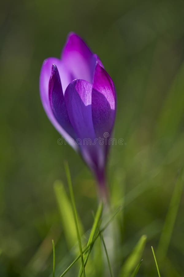 Crocus Tommasinianus Ruby Giant in Flower in Springtime, United Stock ...