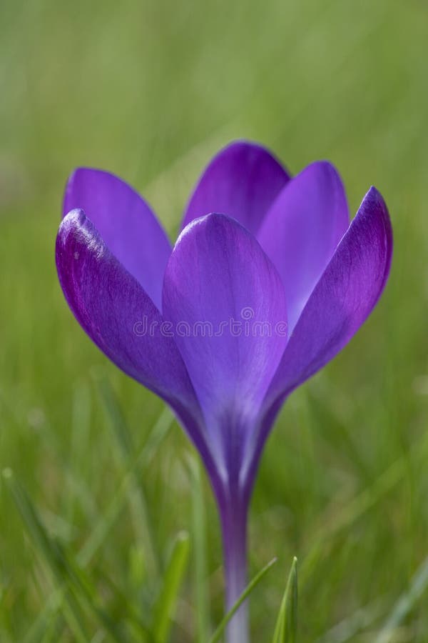 Crocus Tommasinianus Ruby Giant in Flower in Springtime, United Stock ...