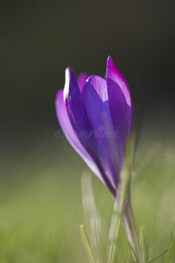 Crocus Tommasinianus Ruby Giant in Flower in Springtime, United Stock ...