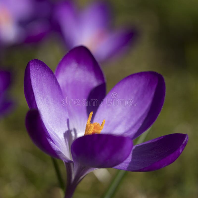 Crocus Tommasinianus Ruby Giant in Flower in Springtime, United Stock ...