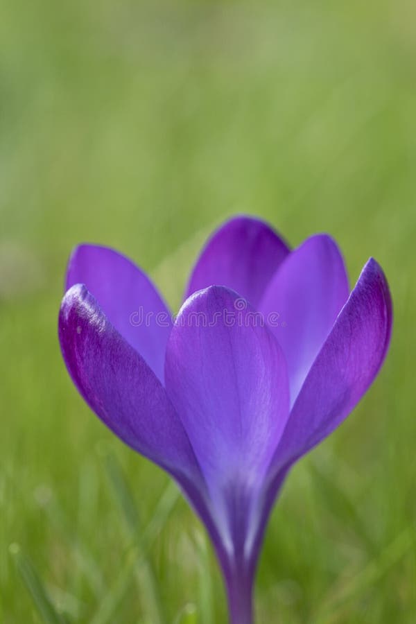Crocus Tommasinianus Ruby Giant in Flower in Springtime, United Stock ...