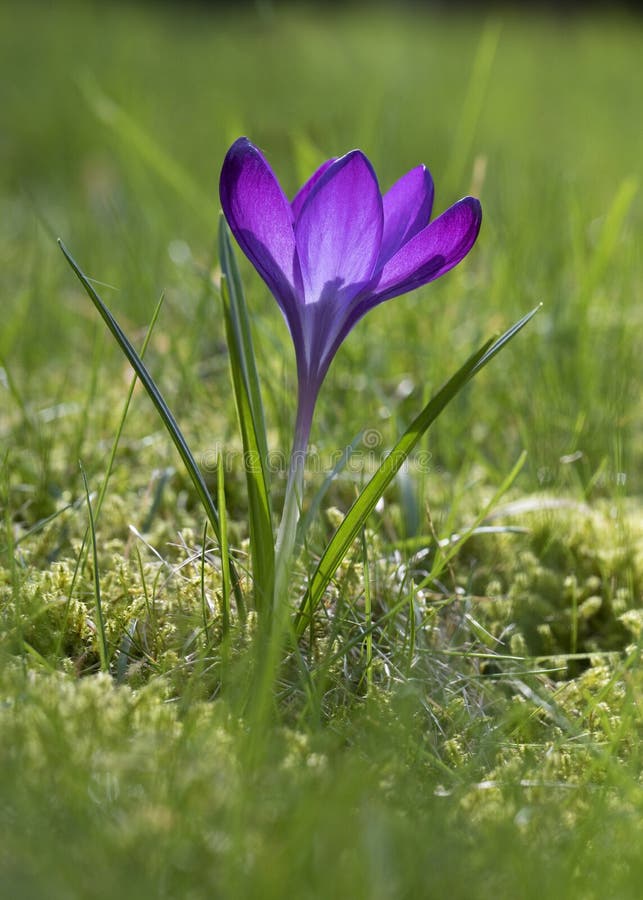 Giant Flower Pot before the Steps Along the Brick Wall Stock Photo ...