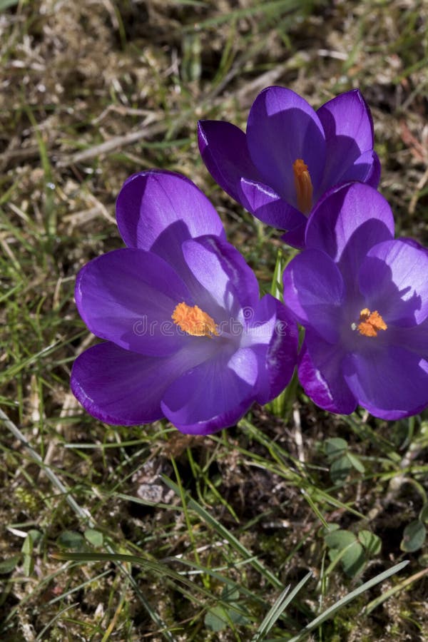 Crocus Tommasinianus Ruby Giant in Flower in Springtime, United Stock ...