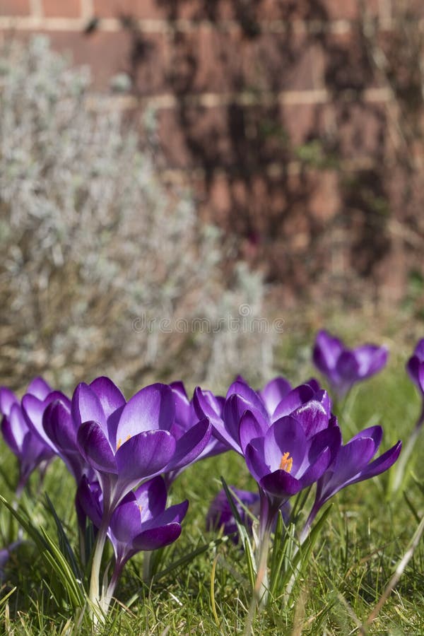 Crocus Tommasinianus Ruby Giant in Flower in Springtime, United Stock ...