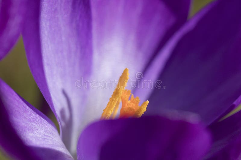 Crocus Tommasinianus Ruby Giant in Flower in Springtime, United Stock ...
