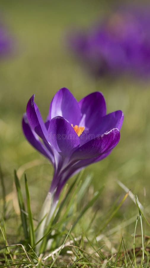 Crocus Tommasinianus Ruby Giant in Flower in Springtime, United Stock ...