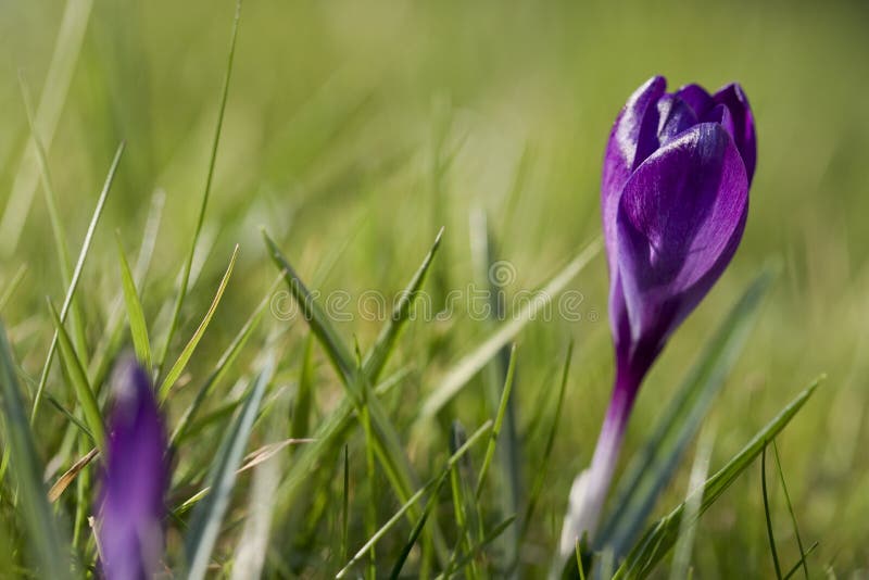 Crocus Tommasinianus Ruby Giant in Flower in Springtime Stock Image ...