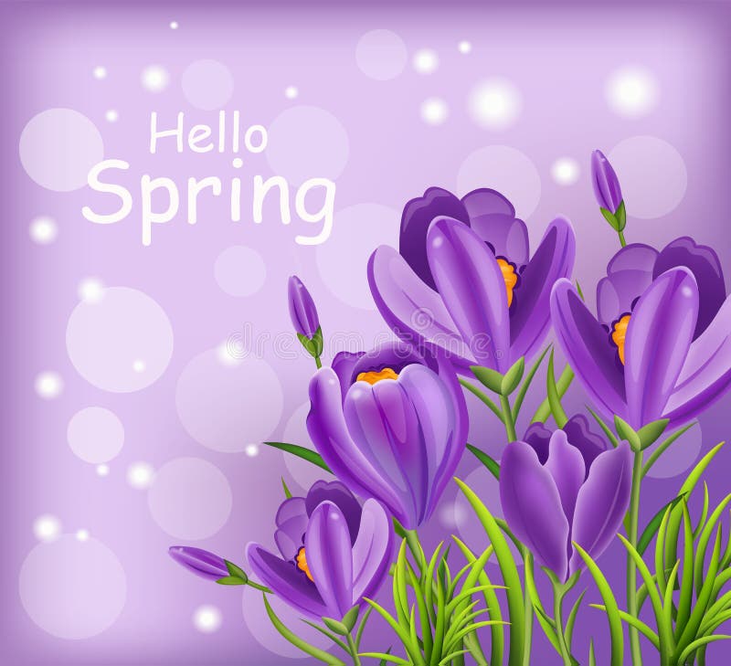 Crocus Flowers Background Vector Watercolor. Botanical Floral Banner ...