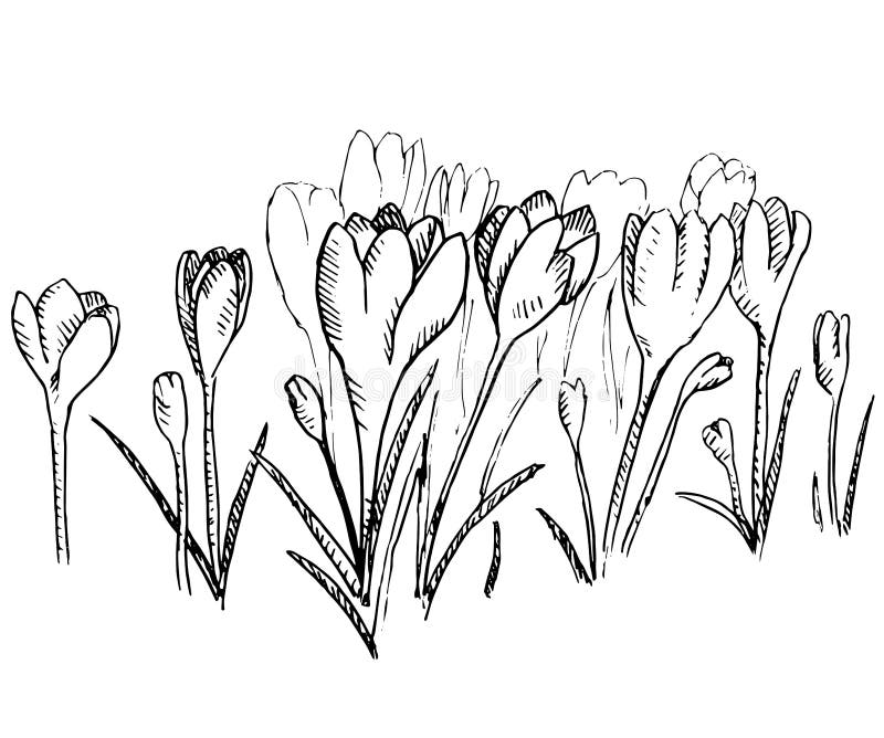 Crocus Vector Illustration. Black and White Spring Flowers. Stock ...