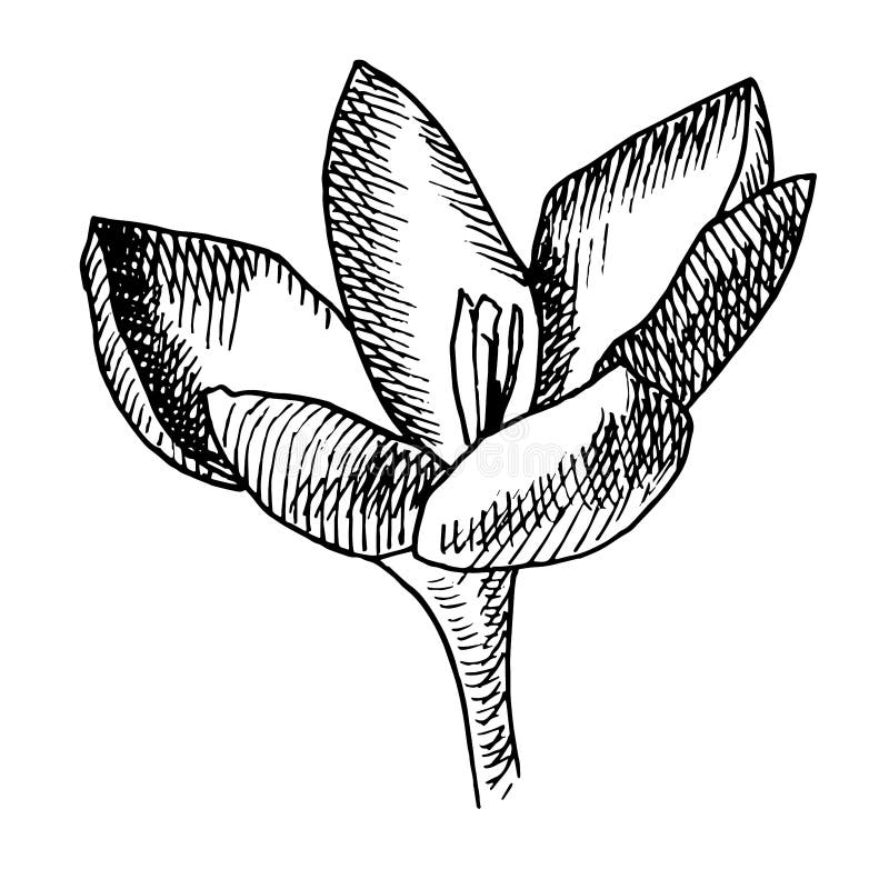 Crocus Vector Illustration. Black and White Spring Flowers. Stock ...