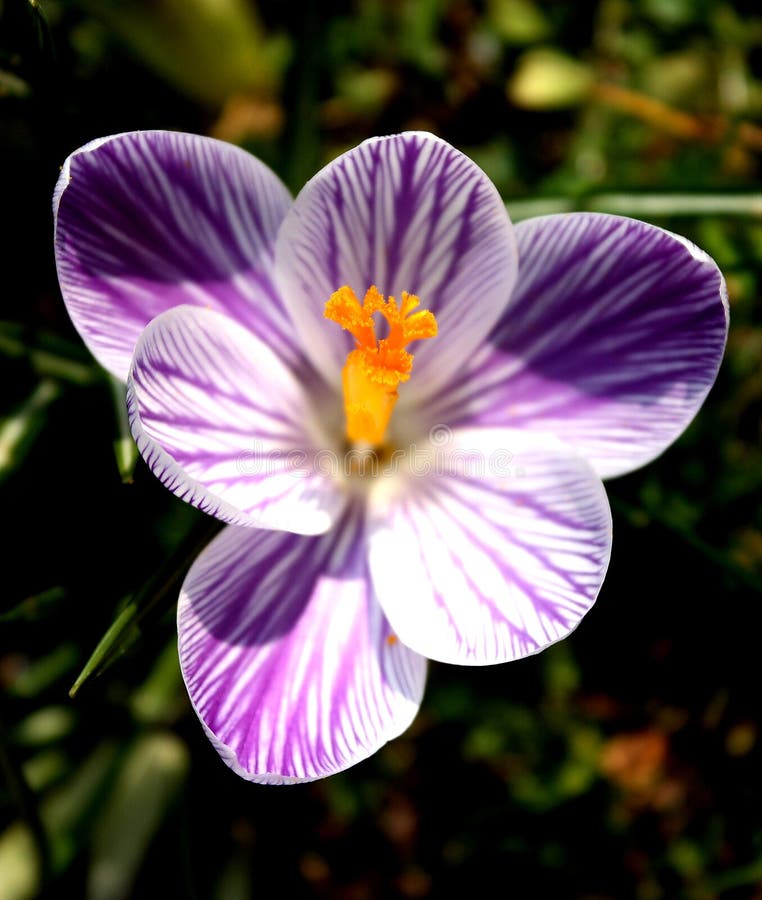 Crocus vernus stock photo. Image of nature, flower, yellow - 13471864