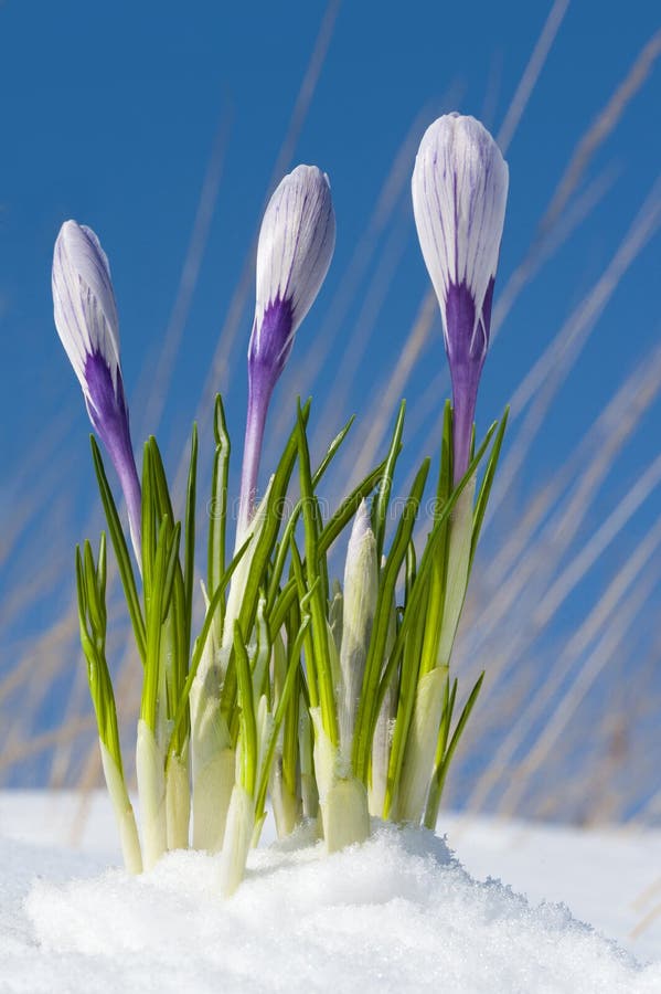 Crocus vernus stock image. Image of petal, green, garden - 23857293