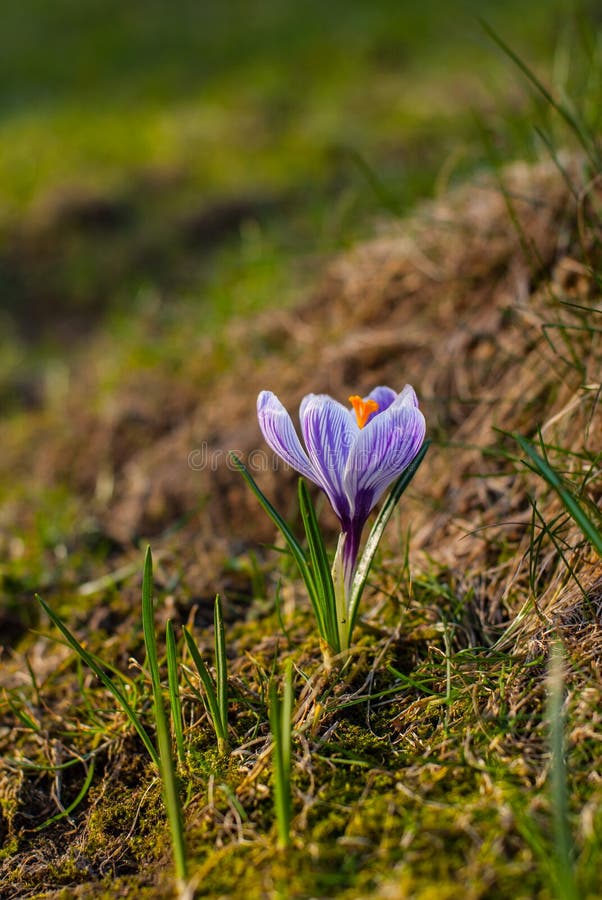 Crocus Vernus Making an Early Debut in March Stock Image - Image of ...
