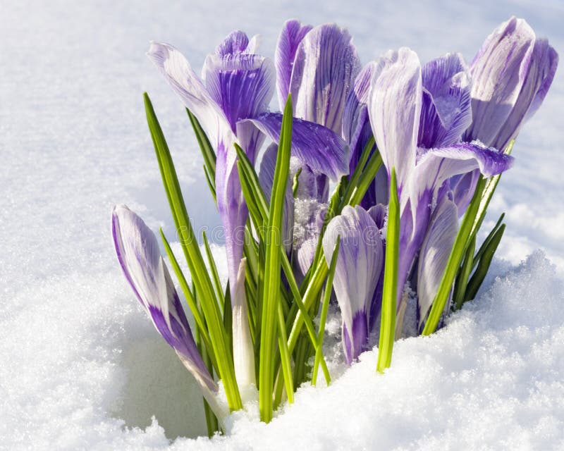Crocus in the Snow (spring) Stock Photo - Image of glazed, bloom: 1294868