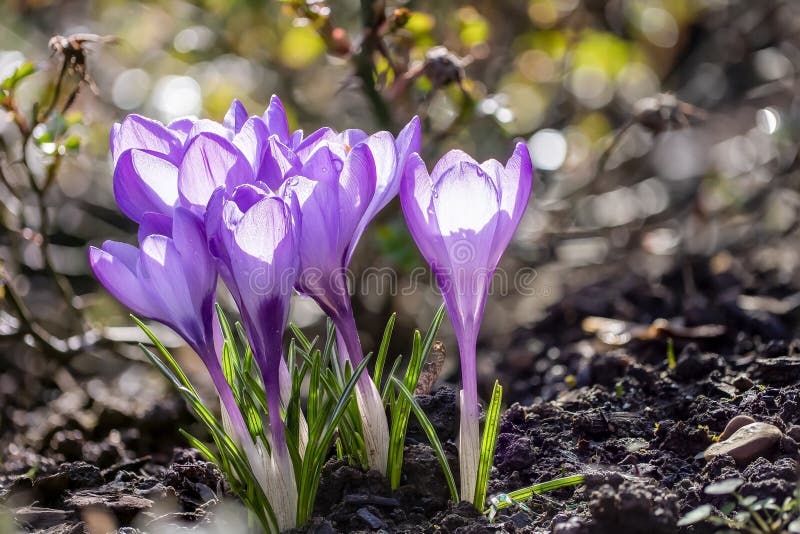 Crocus (crocus Vernus) , Purple Spring Flower, Crocus Iridaceae Stock ...