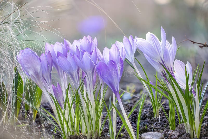 Crocus (crocus Vernus) , Purple Spring Flower, Crocus Iridaceae Stock ...