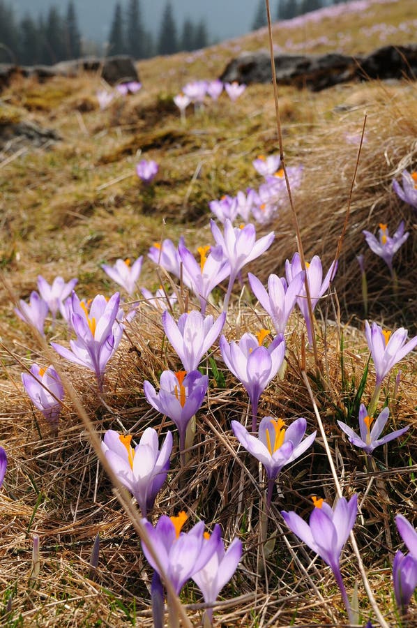 Crocus Vernus - Saffron Flower Stock Photo - Image of leaf, saffron ...