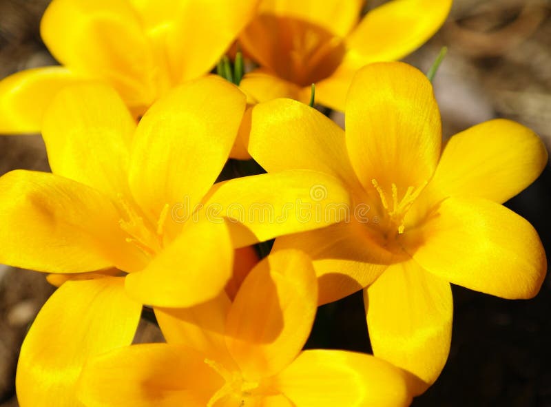 Crocus Vernus (Spring Crocus, Giant Crocus) Spring Flower Stock Image ...