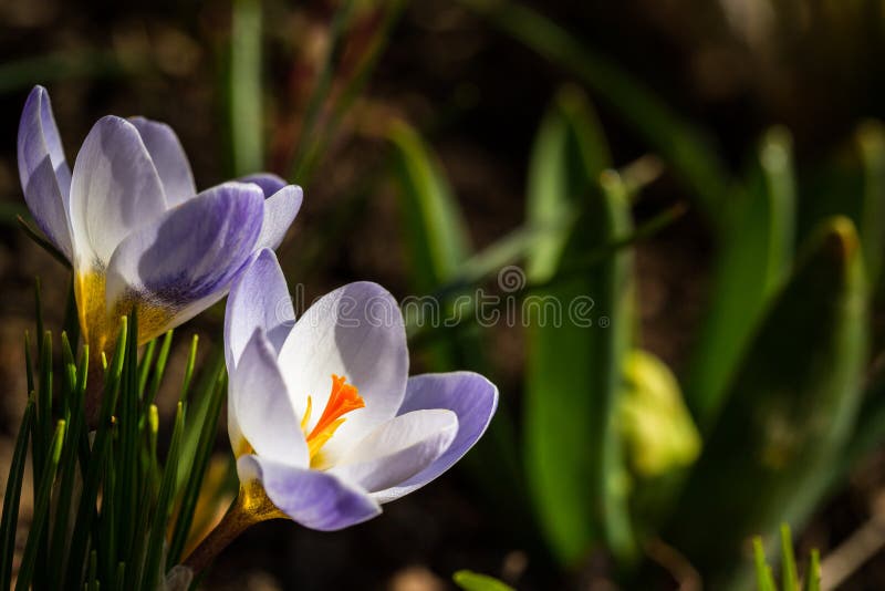 Crocus violet stock photo. Image of light, daylight, flora - 51023154