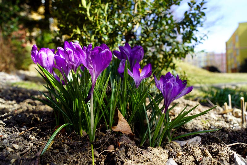 Crocus - violet variant stock image. Image of spring - 142778495