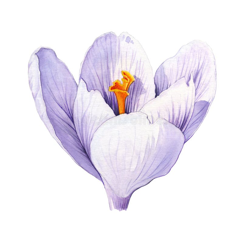Crocus Stock Illustrations – 11,833 Crocus Stock Illustrations, Vectors ...