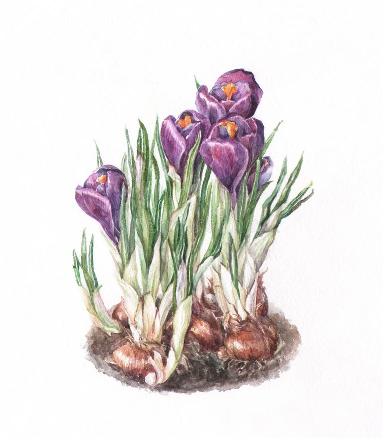 Crocus Stock Illustrations – 34,813 Crocus Stock Illustrations, Vectors ...