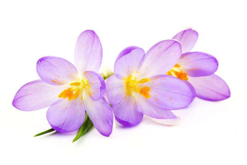 Crocus stock photo. Image of stigma, scented, white, perennial - 8613384