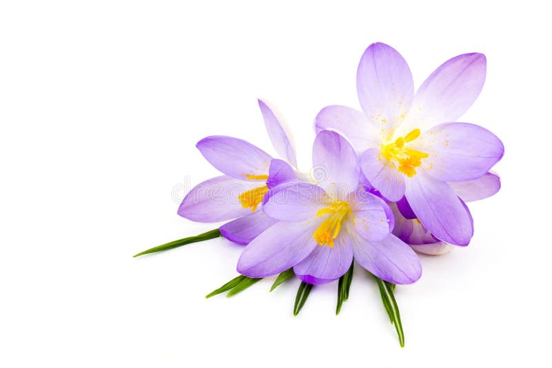 Crocus on white background stock photo. Image of small - 46518890
